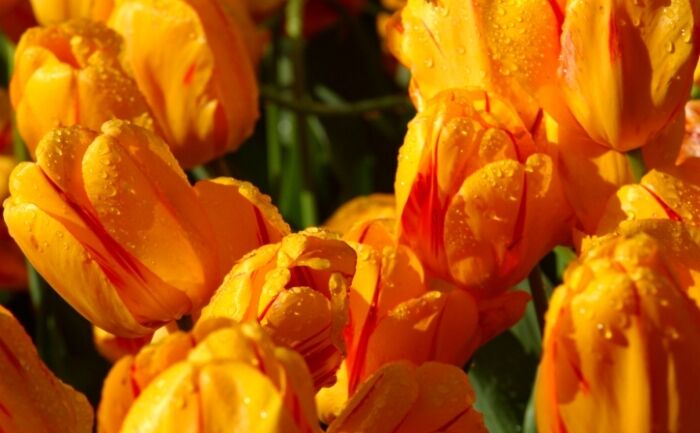 Poezie de Martisor - Primavara de George Toparceanu