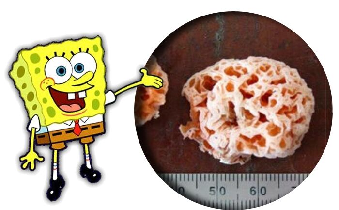 Stramosul lui SpongeBob - o ciuperca?