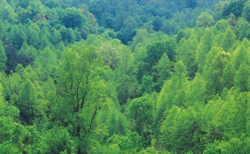 Câteva dintre cele mai frumoase păduri din ţara noastră (Video)