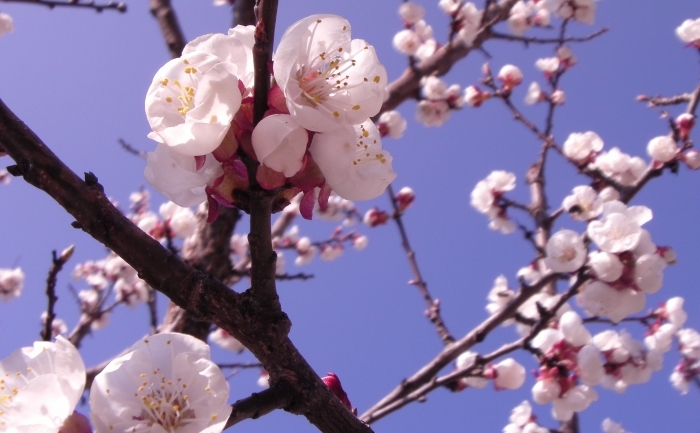 Campanie de încurajare a plantării de copaci: Peste 200 de bloggeri se ...