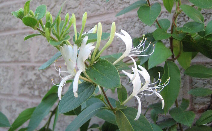 Caprifoiul - o plantă cu miros divin şi proprietăţi miraculoase