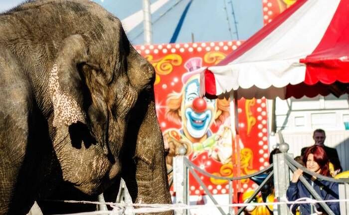 UPDATE: Protest la Circul Gartner împotriva abuzurilor contra animalelor