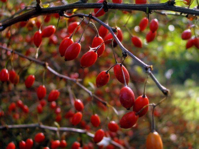 Cultivarea unei plantaţii de măceşe