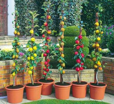 Pomi fructiferi columnari. Livada din balcon