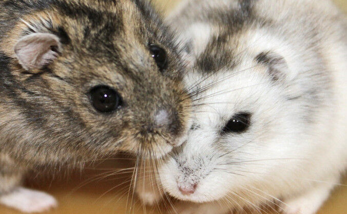 Animale de companie - hamsterul pitic siberian