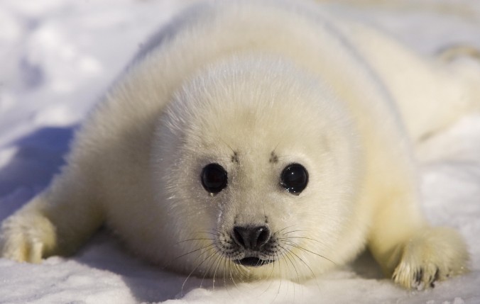 Puii de focă: Cele mai drăgălaşe animale