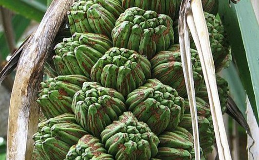 Fructul hala, printre cele mai rare fructe exotice din lume [foto]