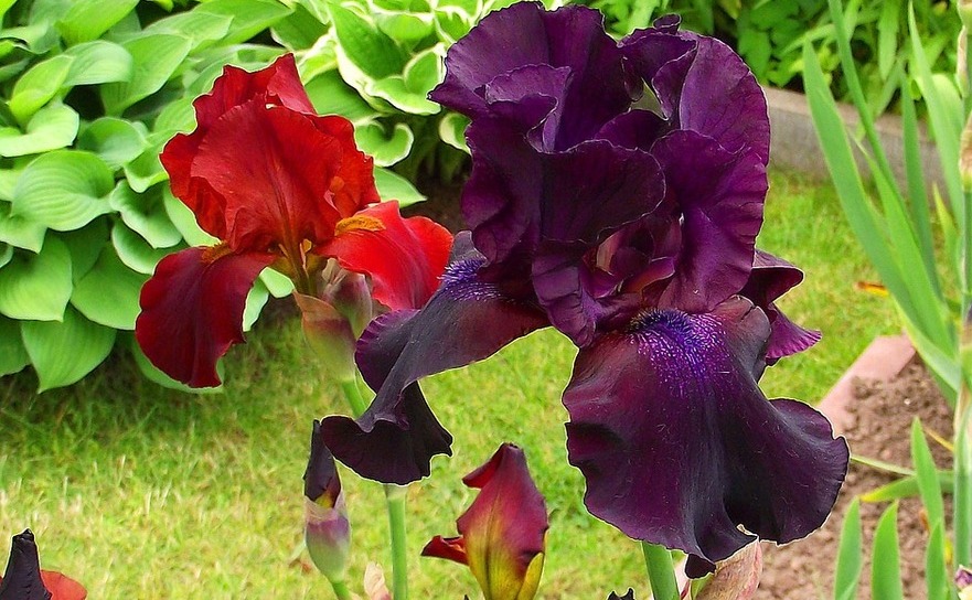 Irisul sau Zeiţa Soarelui [video]