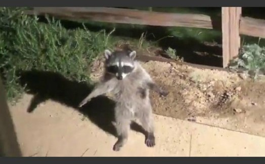 Doi ratoni se prefac că sunt statui când sunt descoperiţi într-o ...