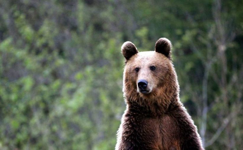 Primul urs care ajunge în apropierea Bucureştiului