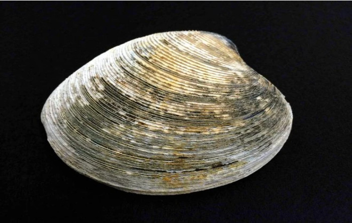 Scoicile ucise în tsunamiul din 2011 în Japonia aveau 135 de ani ...