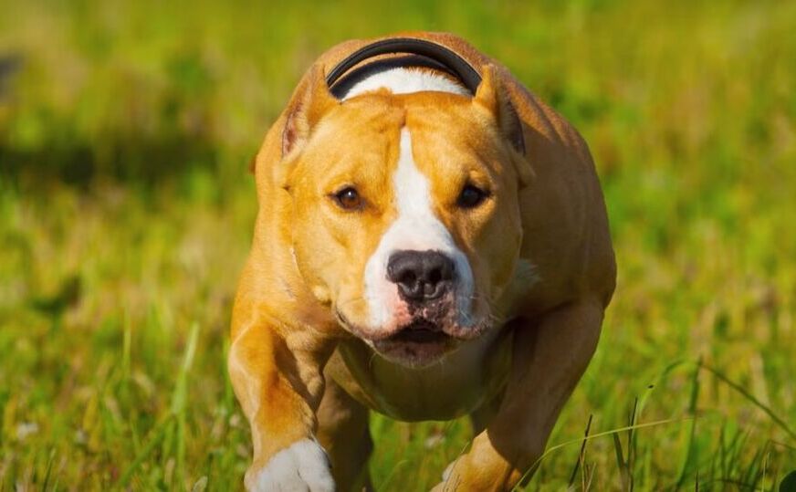 Proprietarul unui câine Amstaff trimis în judecată la 4 ani după ce ...