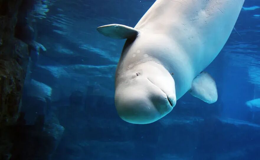 Balena „spion rus” ar fi fost împuşcată mortal, susţin grupurile pentru ...